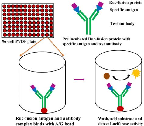 Principle Of Luciferase Immunoprecipitation System Lips Download Scientific Diagram