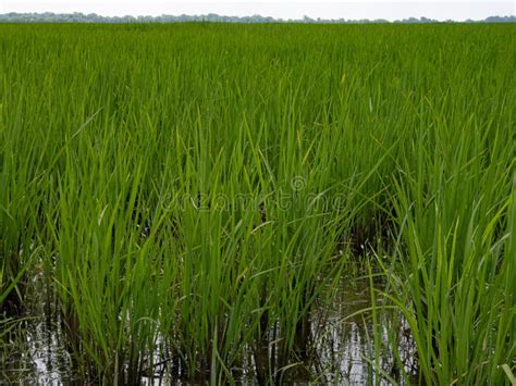 Close Up Of Rice In The Tillering Stage In Flooded Rice Paddy In