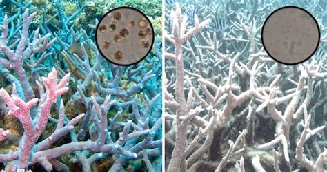 Genetic Secrets Of Algae Give Insight Into Coral Bleaching