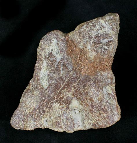 2 6 Spinosaurus Jaw Section With Tooth Sockets 22556 For Sale