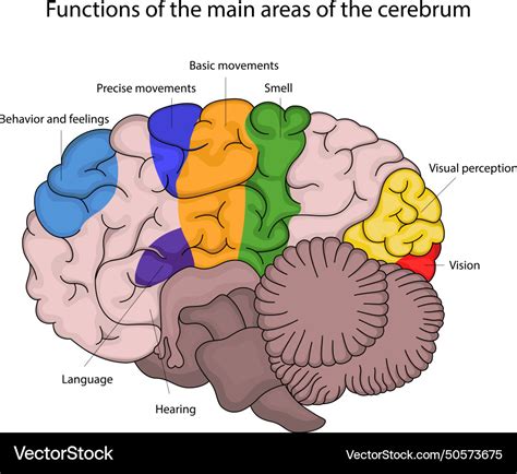 Functions Of The Main Areas Cerebrum Royalty Free Vector