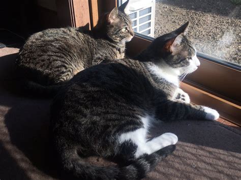 Classificationsampleの実行windows編 Openvino