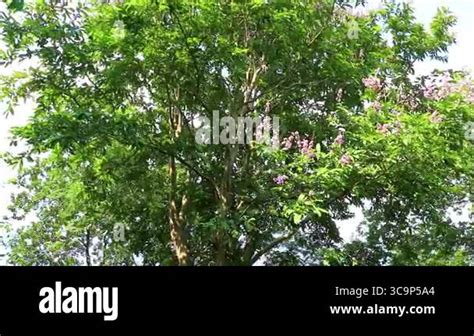 Buri Leaves Stock Videos And Footage Hd And 4k Video Clips Alamy