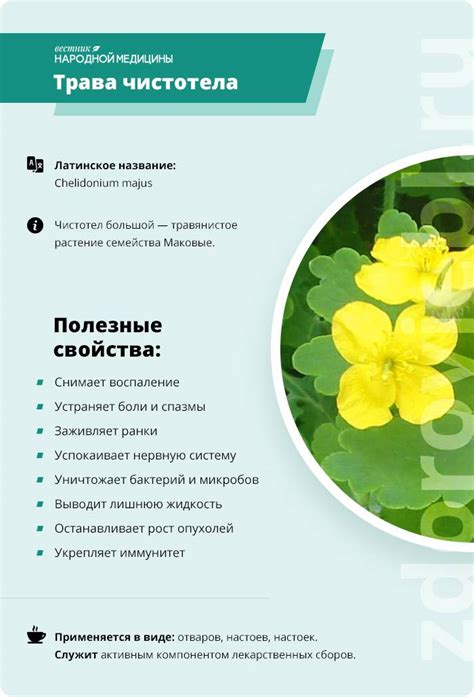 Травы от папиллом: сборы, настои и отвары для лечения