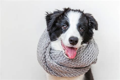 흰색 배경에 고립 된 목 주위에 따뜻한 옷 스카프를 입고 귀여운 밀링 강아지 개 국경 콜리의 재미있는 스튜디오 초상화 가을에 대한 스톡 사진 및 기타 이미지 Istock