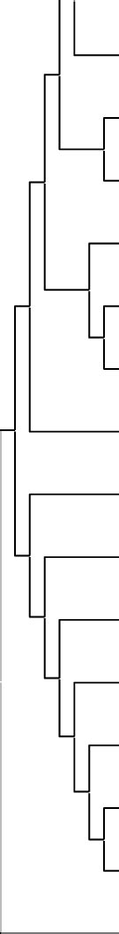 Phylogeny Of C Pipiens The Phylogenetic Tree Was Built Based On The