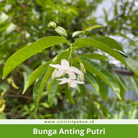 Ciri Ciri Pohon Anting Putri Wrightia Religiosa — Ciriciripohonid