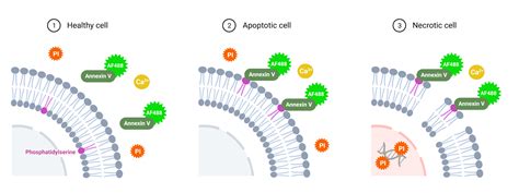 Pe Annexin V Apoptosis Detection Kit I 54 Off