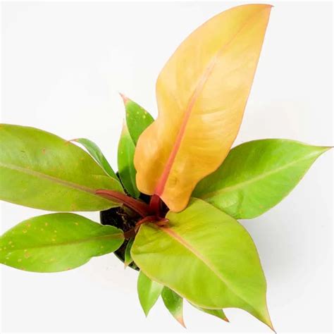 Philodendron Prince Of Orange