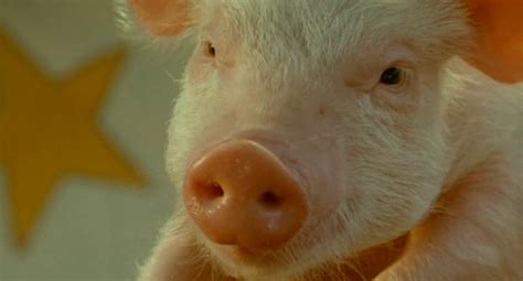 In So Many Words Babe 1995 Starring James Cromwell