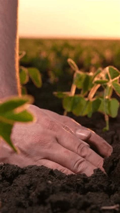 Compost Farming Farm Operational Efficiency Golden Stock Footage Video 100 Royalty Free