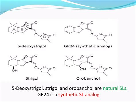 Strigolactones In Plant Signal Transduction And Development Ppt