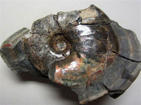 Pachydiscus Suciaensis Meek 1861 Members Gallery The Fossil Forum