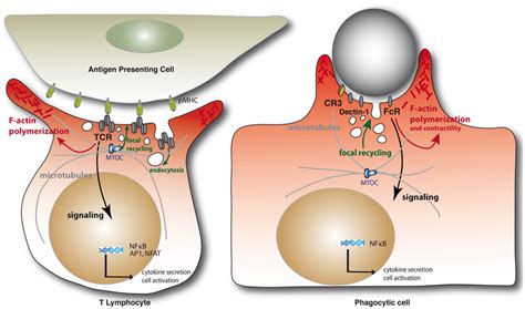 Schematic Representation Of The Immunological Synapse And The