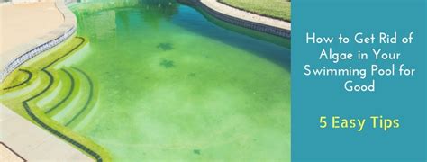 How To Get Rid Of Algae In Your Swimming Pool For Good Easy Tips