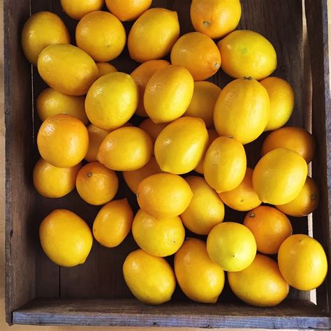 Small Lemons