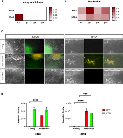 Back And Forth Experiment Exp2 Virus Gene Expression Profiling For