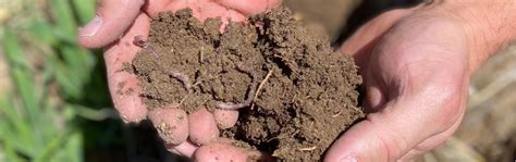 Soil Sampling Understanding Its Importance And Methods Locus Ag
