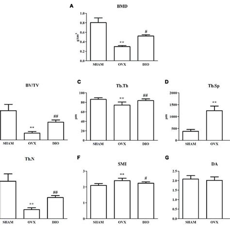 representative 3 d trabecular bone microarchitecture of tibia