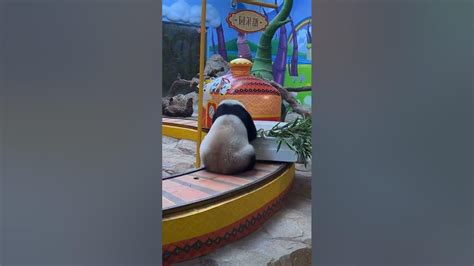 哈哈哈梅贵妃把屁屁蹭冒烟了大熊猫梅清 被你萌化了 Youtube