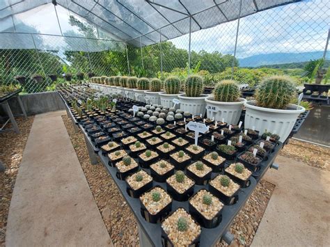 สิ้นสุดการรอคอย 🎉🎉 พร้าวกระบองเพชร Cactusบ้านสวนหนองไฮ