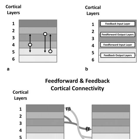 Connectivity Between Layer 5 Pyramidal Neurons A Cortico Thalamic To Download Scientific