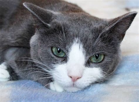 Grey And White Cat Breeds Artofit