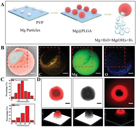 Fabrication And Characterization Of HPMs A Schematic Illustration Of Download Scientific
