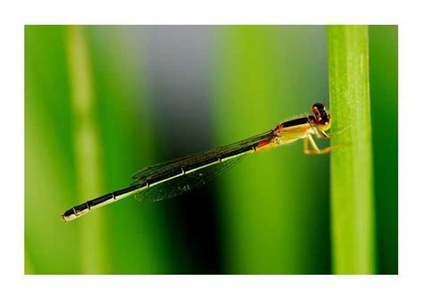 Insect4detect Instance Segmentation Dataset By Detect