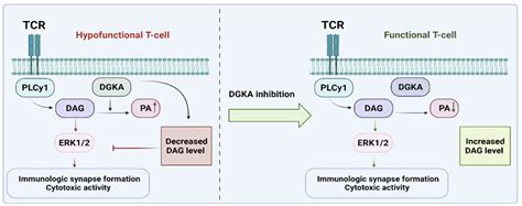 Dgka Insilico Medicine