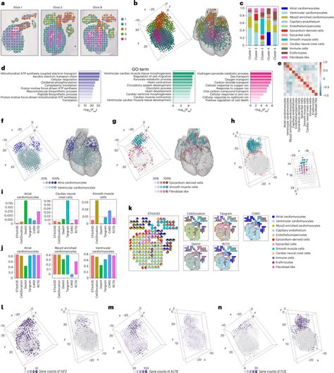 3d reconstruction of the developing human heart a stitch3d s spatial