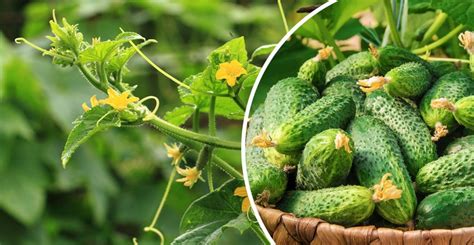 ამ სასუქით კიტრის ზრდას დააჩქარებთ და მცენარეს გააძლიერებთ