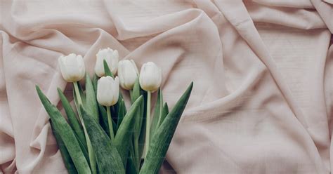 인스타그램 스프링 플랫 레이 소박한 테이블 배경 상위 뷰에 베이지색 부드러운 패브릭에 세련된 흰색 튤립 부드러운 빛
