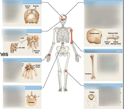 Classification Of Bones Diagram Quizlet