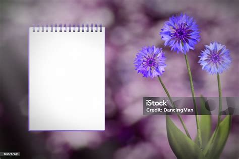 아름 다운 라이브 수레 국화 또는 Knapweed 꽃과 하늘 공원 왼쪽에 귀하의 콘텐츠를 위한 빈 장소 노트북 배경 흐리게 꽃 봄 또는 여름 꽃의 개념 0명에 대한 스톡