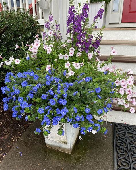 How To Grow Evolvulus Glomeratus Growing Dwarf Morning Glory