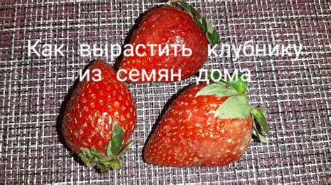 Как вырастить клубнику из семян дома Youtube