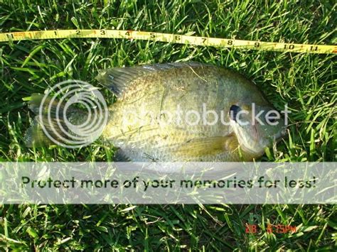 Bluegill Hybrid Or Both Ohio Game Fishing