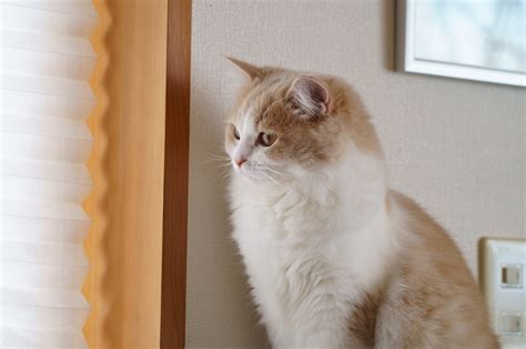 猫が好きな人と嫌いな人に見せる行動サインについて 公式ピュアラックスPURELUXE無添加ドッグフードキャットフード通販