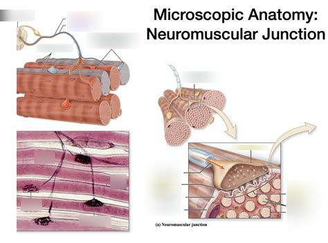 Neuromuscular Junction Labeled
