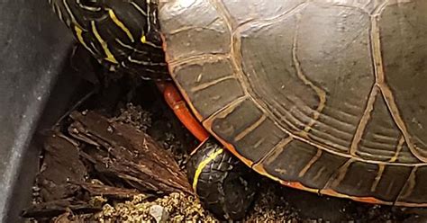 Turtle Species Album On Imgur