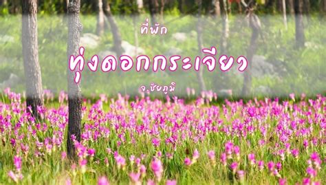 ชมทุ่งดอกกระเจียว จ ชัยภูมิ พร้อมแนะนำที่พักใกล้ๆ เดินทางสะดวก ประหยัดเวลาสุดๆ Chillnaid ชิวไหนดี