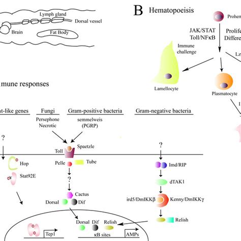 Roles Of The Jak Stat Pathway During Hematopoiesis And Innate Immunity