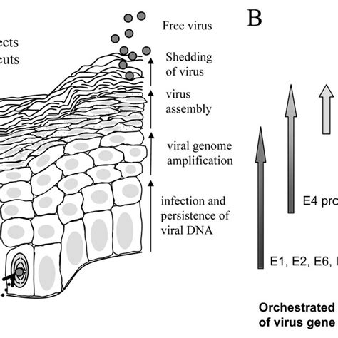 The Replication Cycle Of High Risk Hpv In A Differentiating Epithelium Download Scientific