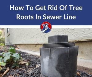 How To Get Rid Of Tree Roots In Sewer Line Guide