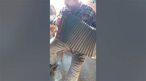 პაპას გარმონი Youtube