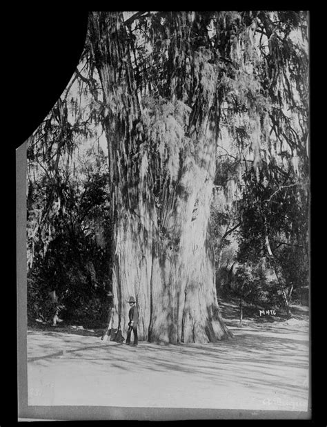 Taxodium Mucronatum Mexico Digital Commonwealth