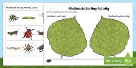FREE Minibeasts Photo Flashcards Teacher Made