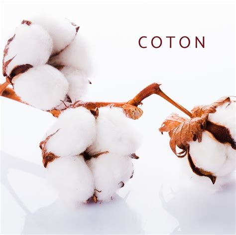 Le coton est une fibre végétale qui entoure les graines des cotonniers