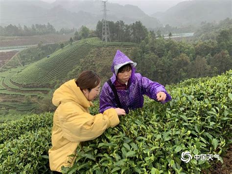 昭平：24万亩春茶进入采摘期 广西高清图片 中国天气网
